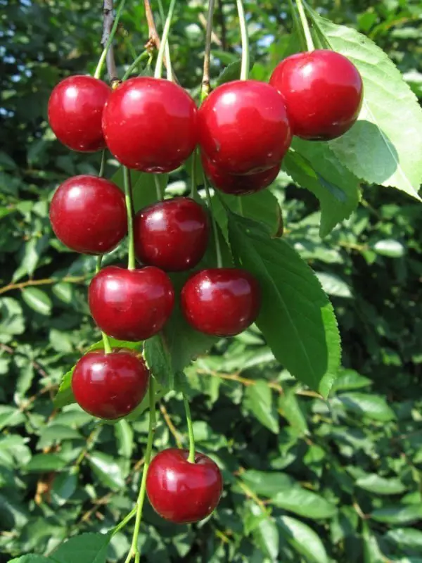 Cherry Baby: Danasîn û taybetmendiyên cûrbecûr, feydeyên û neçareseriyê, taybetmendiyên çandin û lênêrîn + wêne û nêrîn