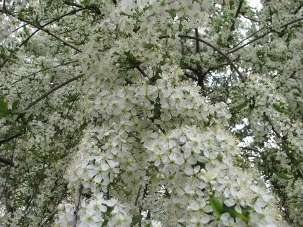 Kirsikka kukassa