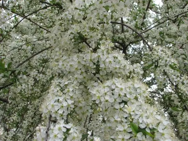 桜の桜