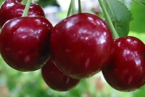 Bayas Cherry Malyshka