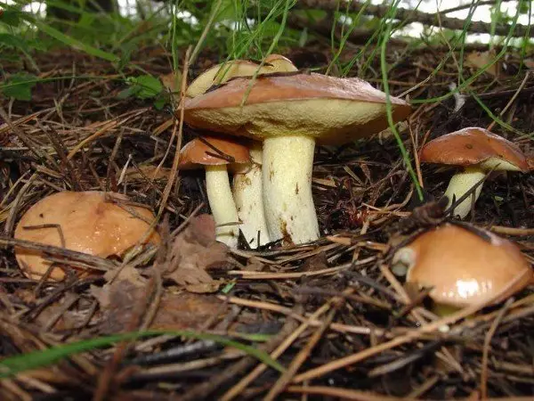 Bijele gljive