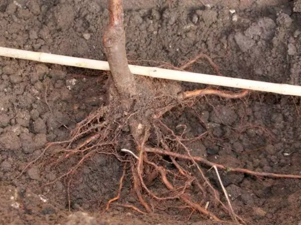 root လည်ပင်း sapling