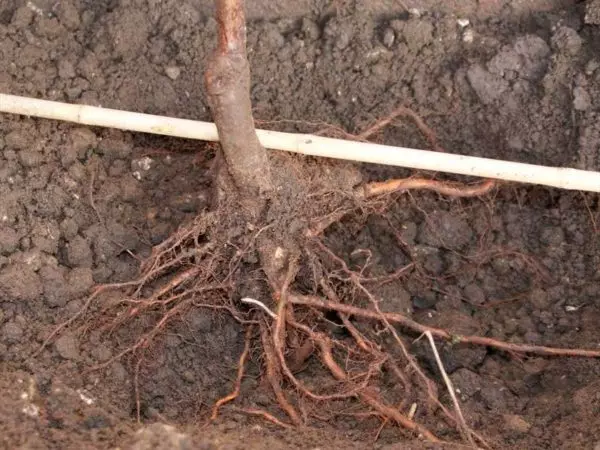 Root Neck Sapling.