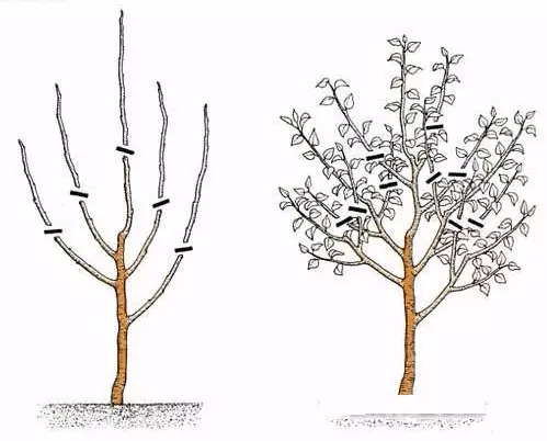 ဒုတိယနှစ်အတွက်ပျိုးပင်များကိုတံစဉ်များ