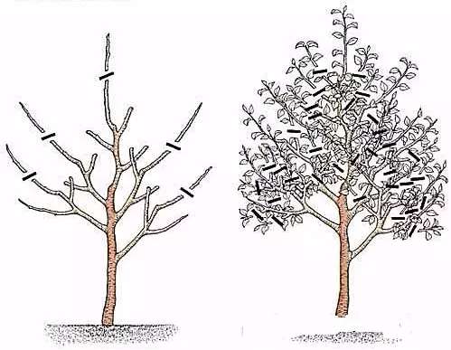 တတိယနှစ်အဘို့အပျိုးပင်တံစဉ်များကို