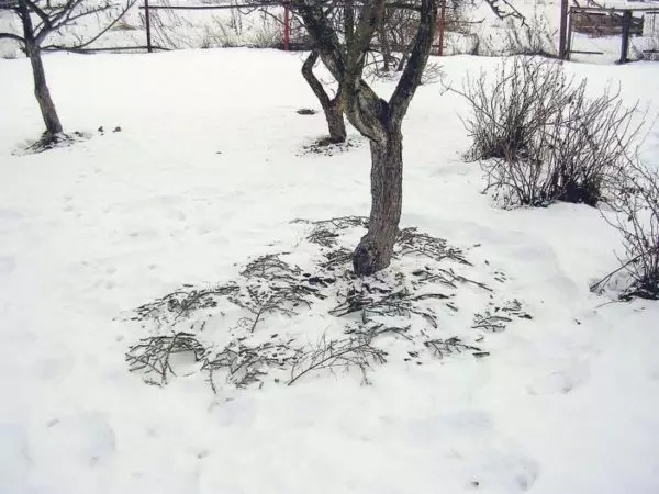 Peras de árboles en invierno