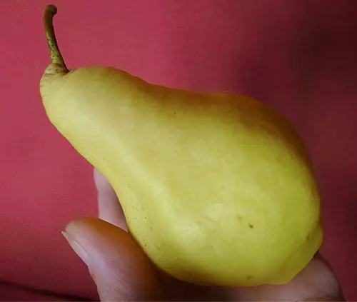 Pear di tangan