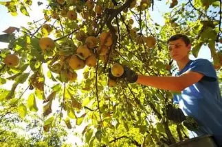 Tanınmış armut hasadı çeşitleri hasadı