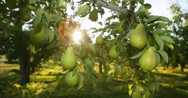 Frutti di pera su un ramo