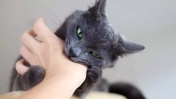 Кот кусає руку людини