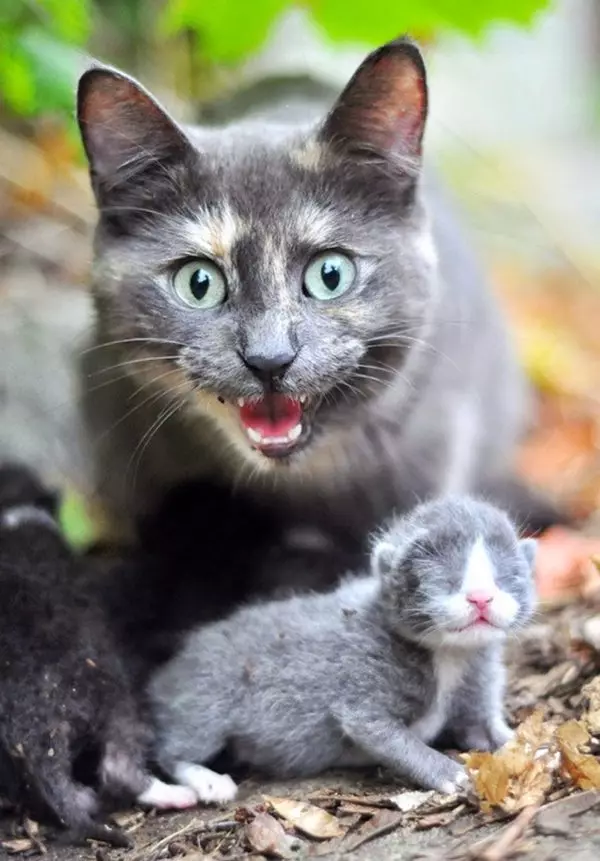 بلی بلی کے بچے کی حفاظت کرتا ہے