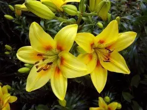 Garden Lilies - Landing and Care, Photo and Video (Eastern, White, Tubular) 90_3