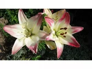 ბაღი Lilies - სადესანტო და მოვლა, ფოტო და ვიდეო (აღმოსავლეთ, თეთრი, tubular) 90_4