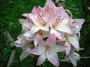 ბაღი Lilies - სადესანტო და მოვლა, ფოტო და ვიდეო (აღმოსავლეთ, თეთრი, tubular) 90_5