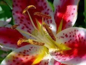 ბაღი Lilies - სადესანტო და მოვლა, ფოტო და ვიდეო (აღმოსავლეთ, თეთრი, tubular) 90_6