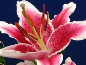 ბაღი Lilies - სადესანტო და მოვლა, ფოტო და ვიდეო (აღმოსავლეთ, თეთრი, tubular) 90_7