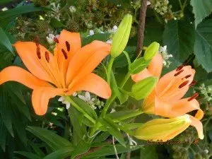 ბაღი Lilies - სადესანტო და მოვლა, ფოტო და ვიდეო (აღმოსავლეთ, თეთრი, tubular) 90_8