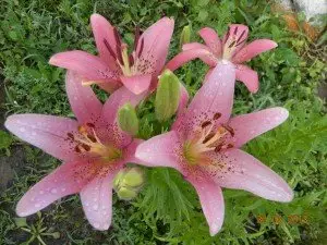 ბაღი Lilies - სადესანტო და მოვლა, ფოტო და ვიდეო (აღმოსავლეთ, თეთრი, tubular) 90_9