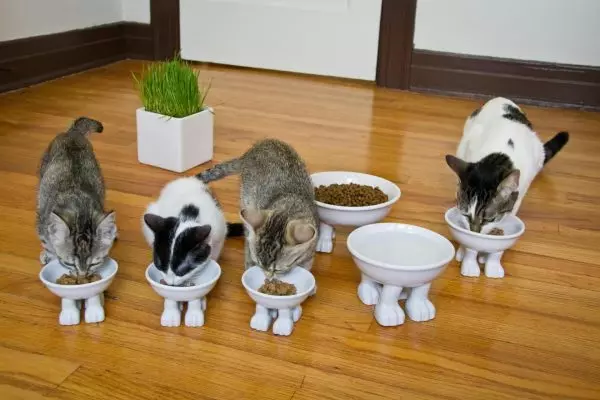 חתולים אוכלים מן הקערה עם הרגליים