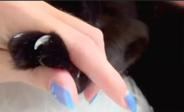 Kissa jalka julkaistuja kynsiä