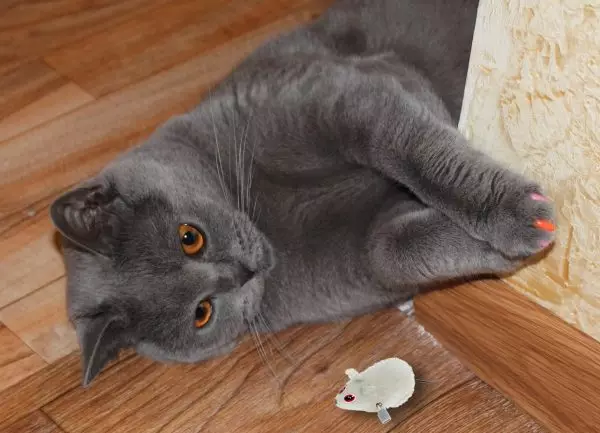 El gat es juga després de fixar taps de silicona