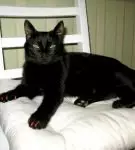 Czarny kot z przeciwszakami