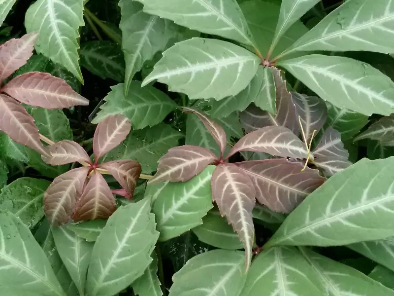 Welche Sorten von Jungfrau-Trauben haben eine ungewöhnliche Farbe der Blätter? 944_1