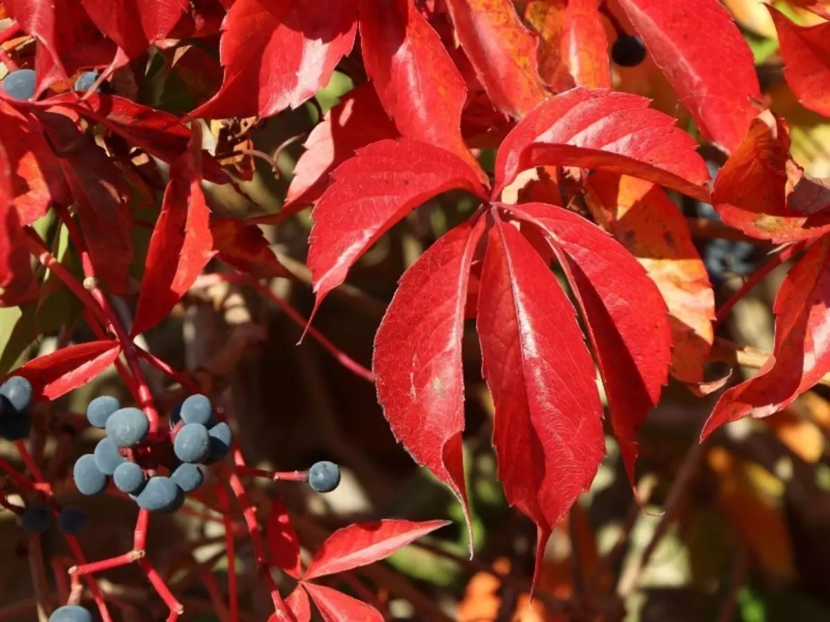 Welke variëteiten van de maagdelijke druiven hebben een ongewone kleur van bladeren 944_3