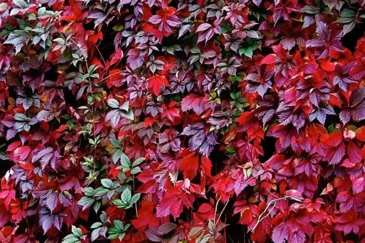 कुंवारी अंगूर की किस किस्मों में पत्तियों का असामान्य रंग होता है 944_5