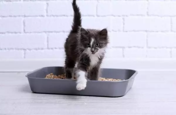 Kačių ar katės dėklas, kačių tualeto pasirinkimo funkcijos (lauko, uždara, namai, automatiniai, relė, kiti tipai), atsiliepimai