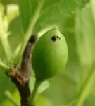 Fruita amb un serrador interior