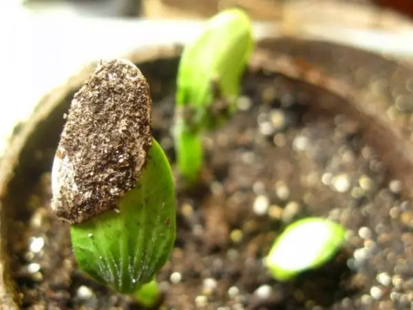 2019 میں seedlings پر ایک قددو پلانٹ جب: جنرل شرائط اور قمری کیلنڈر