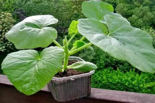 Ready for landing in the soil seedling pumpkin