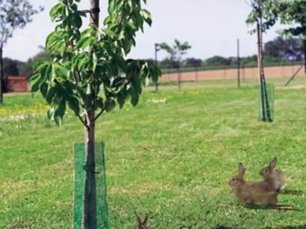 Rodents থেকে গাছ সুরক্ষা