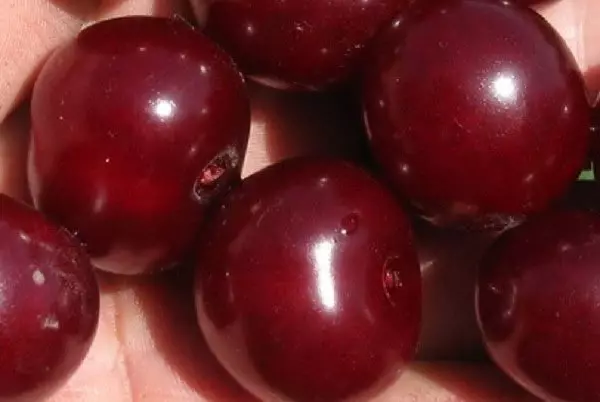 Turgenevka এর Berries.
