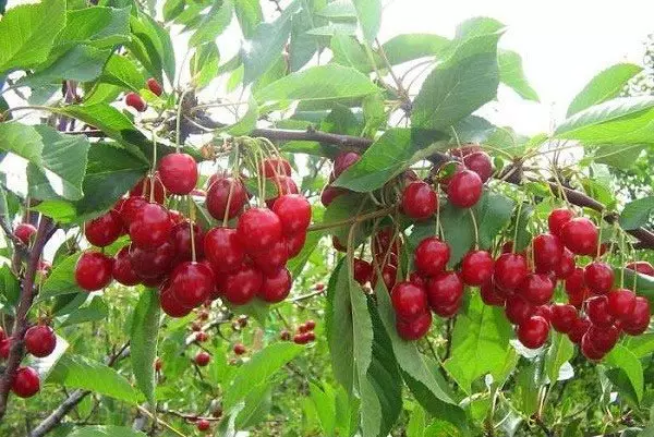 একটি গাছ উপর turgenevka berries