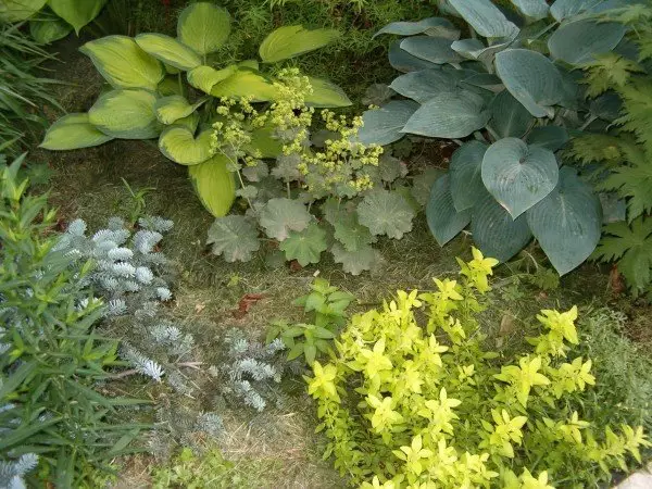 Plantas grandes en la mezcla.