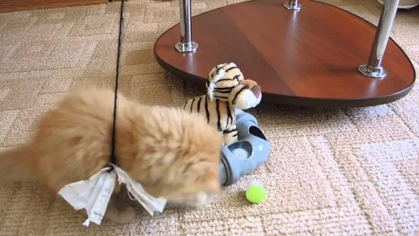 고양이와 고양이를위한 장난감은 자신을합니다 : 집에서하는 방법, 어떤 장치가 새끼 고양이와 성인 동물을위한 선호하는 장치