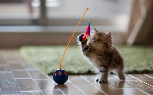 Anak kucing berkenalan dengan mainan baru