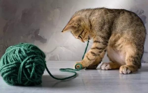 糸のボールを持つ猫