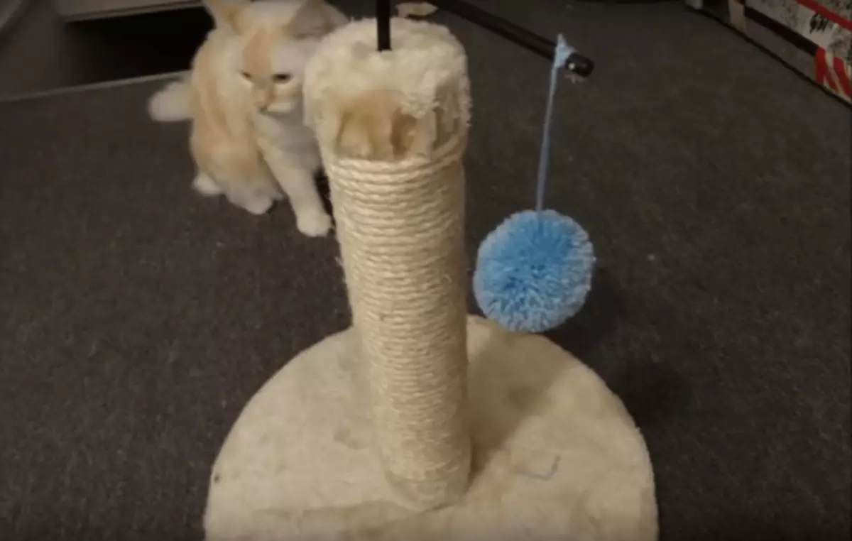 Kucing bermain dengan pompon