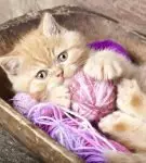 Kat spiller med tråde