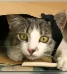 Kucing bermain dengan paket