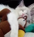 Mačka s pletenom igračkom