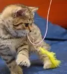 猫が釣り竿で遊んでいる