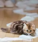El gatet juga amb paper higiènic