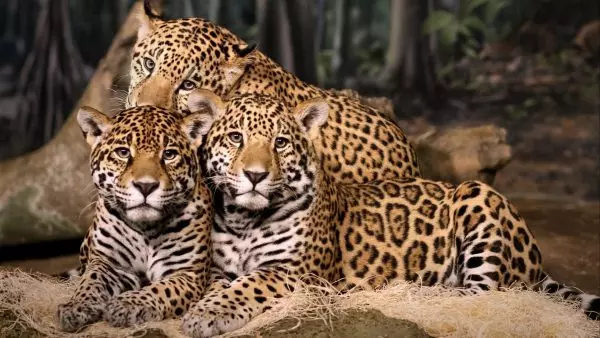Jaguarovin perhe