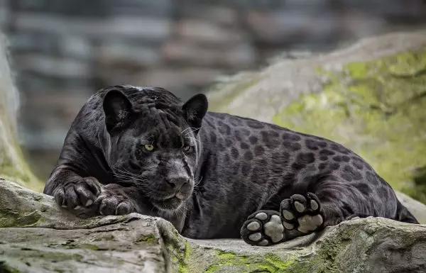 Jaguar mweusi