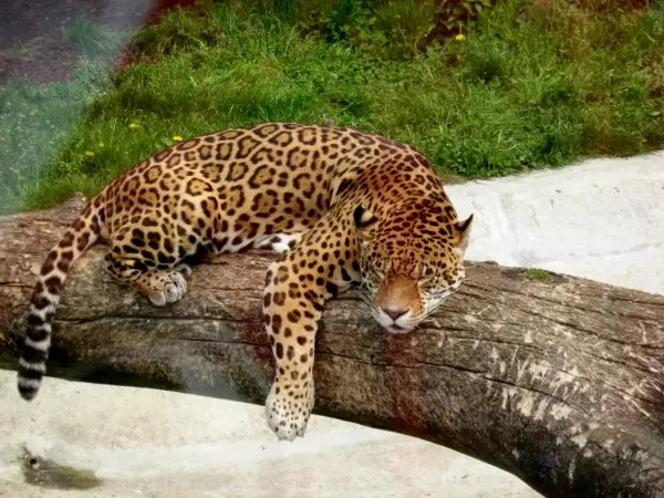 Jaguar na árbore