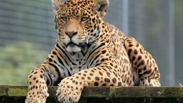 Jaguar në kopshtin zoologjik